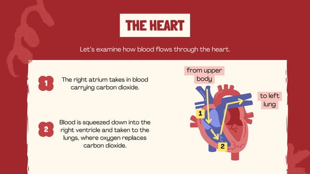 El sistema circulatorio con sus estructuras principales | PDF