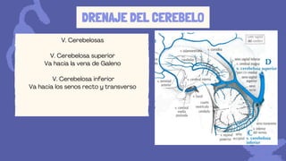 Vascularización, irrigación y drenaje venoso del encéfalo | PDF