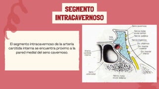 Vascularización, irrigación y drenaje venoso del encéfalo | PDF