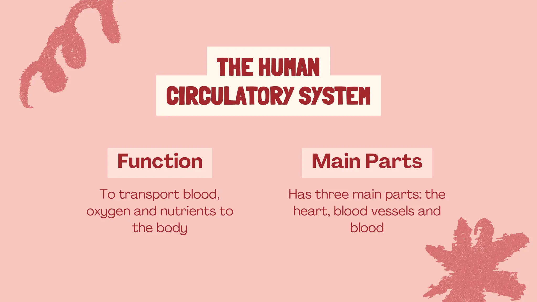 The Circulatory System Education Presentation in 0 Hand Drawn Lightly ...