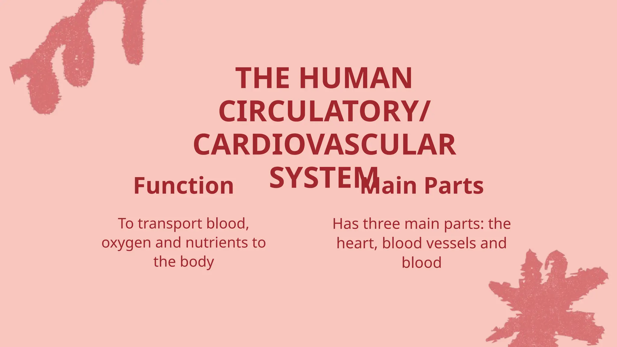 The Circulatory System Education Presentation in Hand Drawn Lightly ...