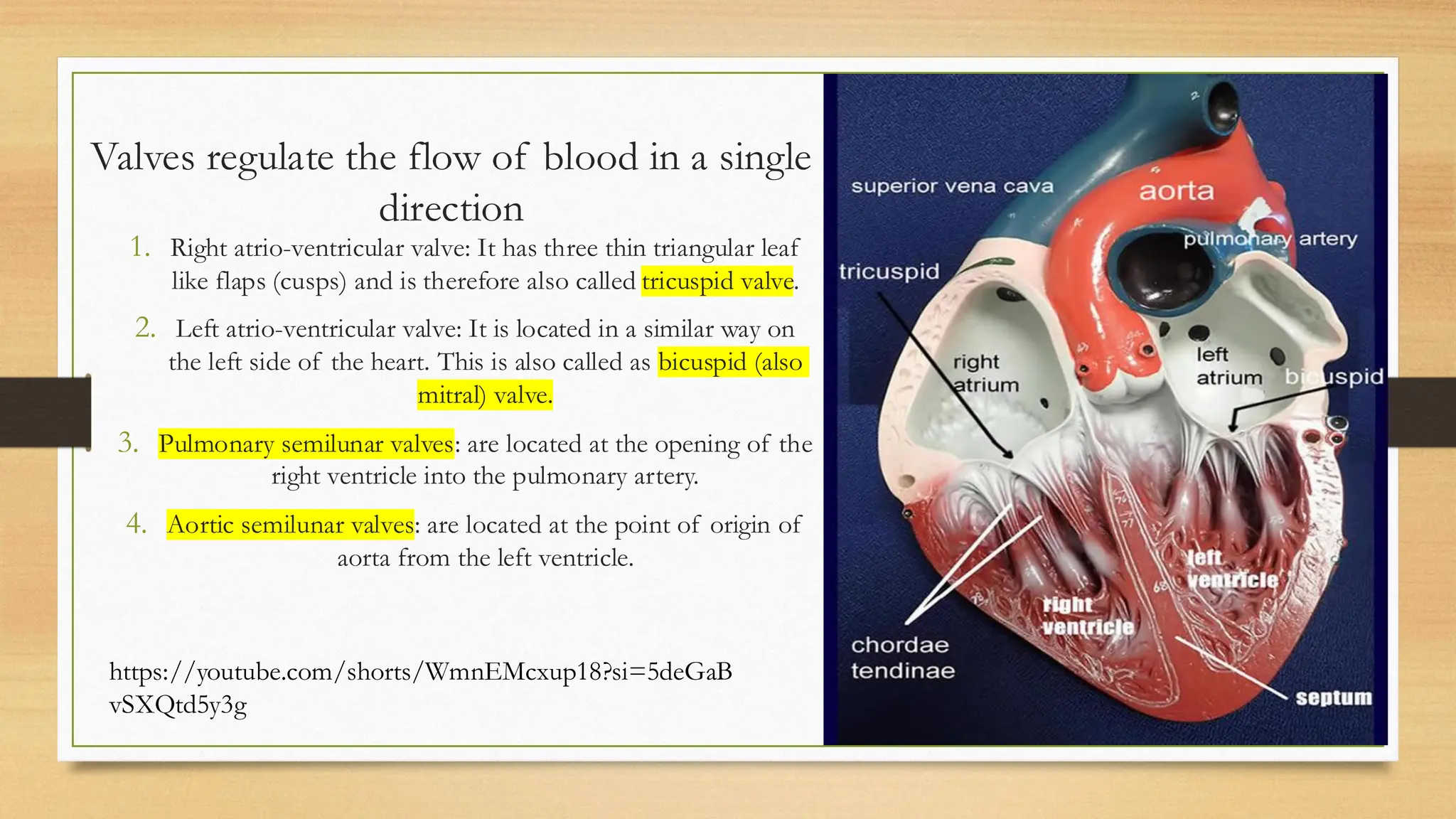 The Circulatory System pawan eureka.docx 1.pdf