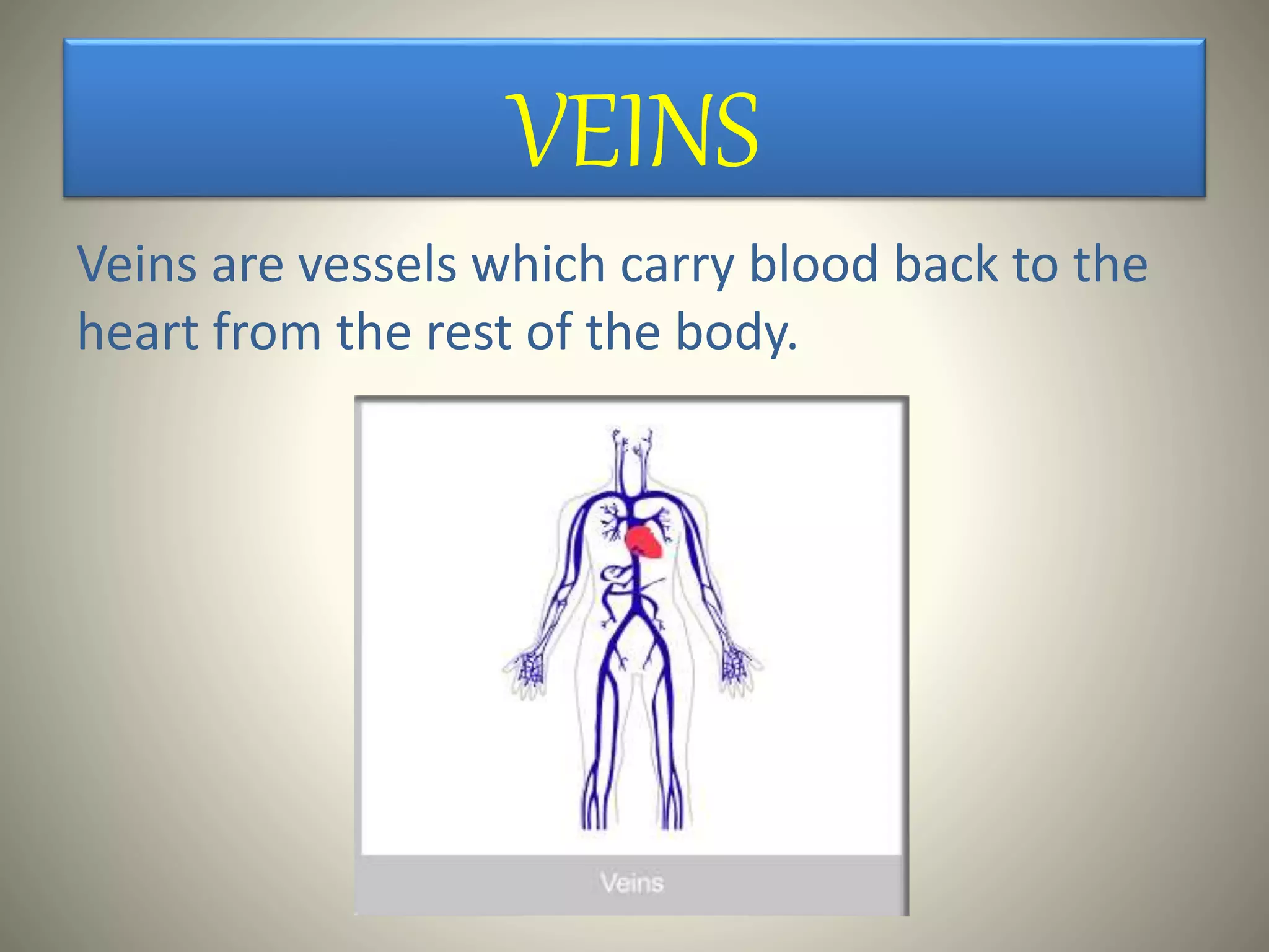 The circulatory system ppt | PPTX