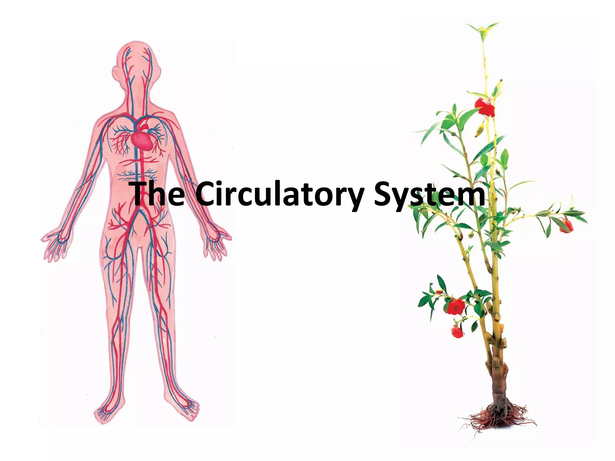 The Circulatory System | PPT