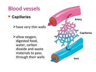 The Circulatory System | PPT
