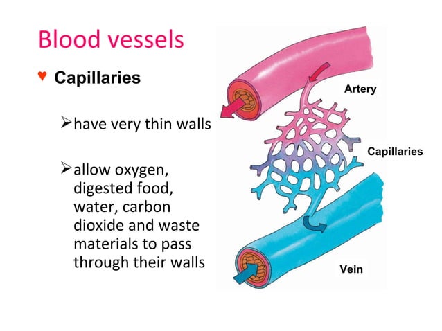 The Circulatory System | PPT