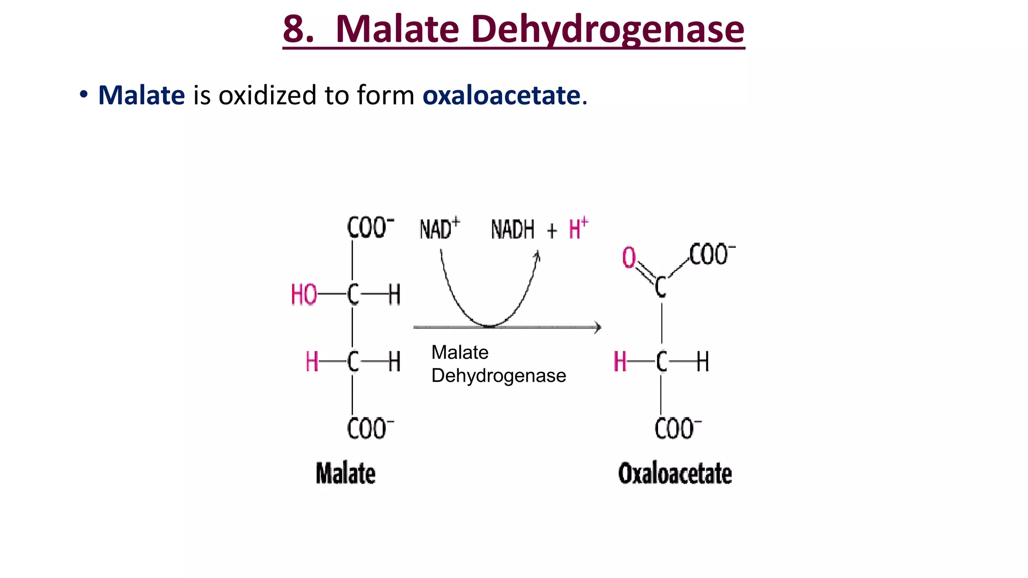 The citric acid cycle | PPTX