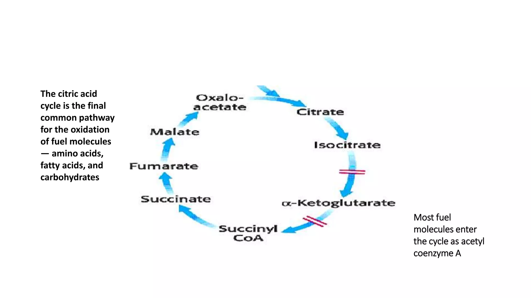 The citric acid cycle | PPTX