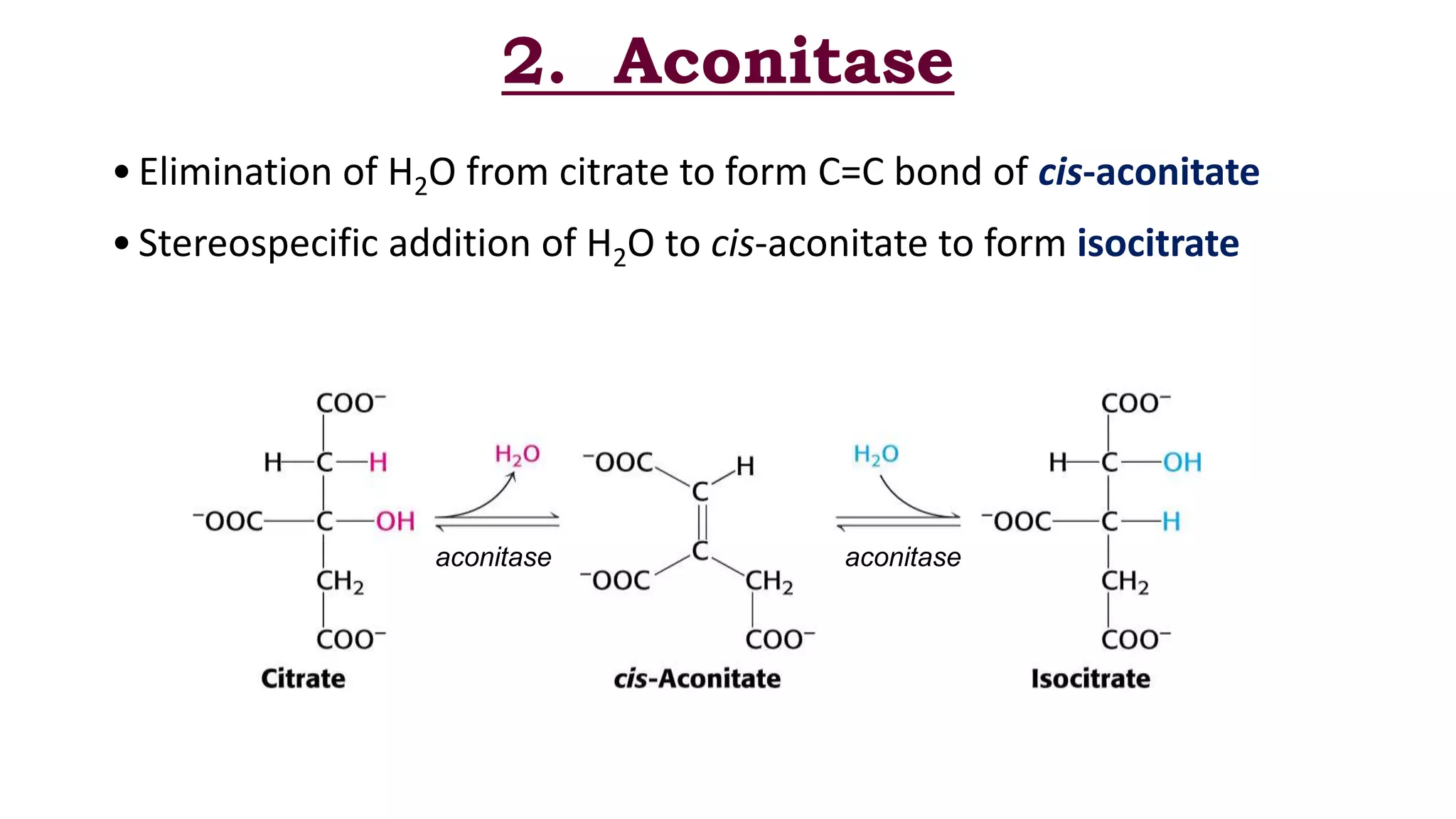 The citric acid cycle | PPTX