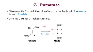 The citric acid cycle | PPTX
