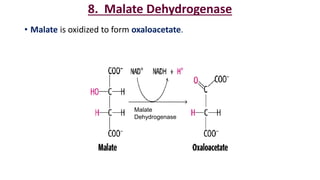 The citric acid cycle | PPTX