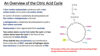 The citric acid cycle | PPTX