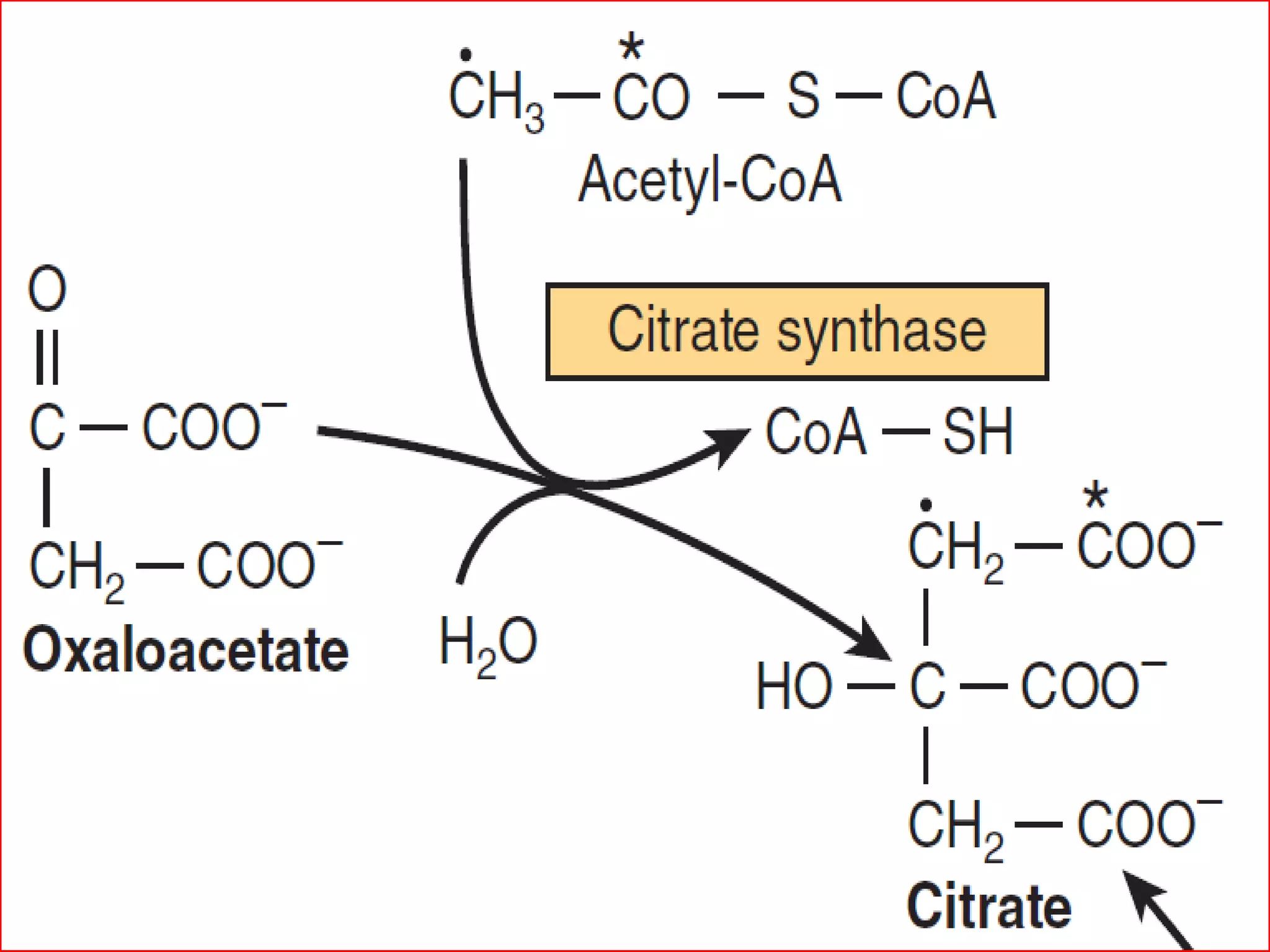 The citric acid cycle | PPT