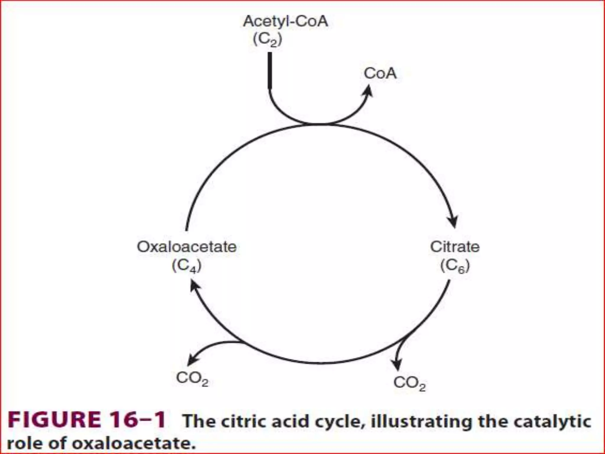 The citric acid cycle | PPT