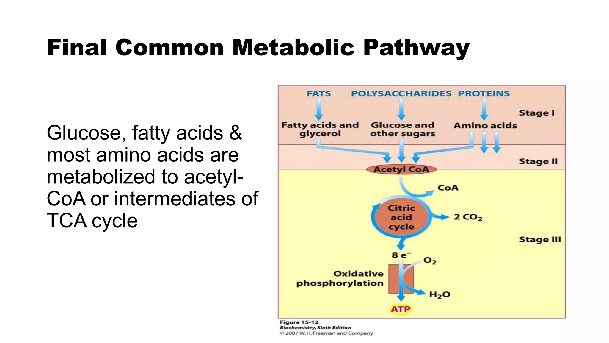 The citric acid cycle | PPTX