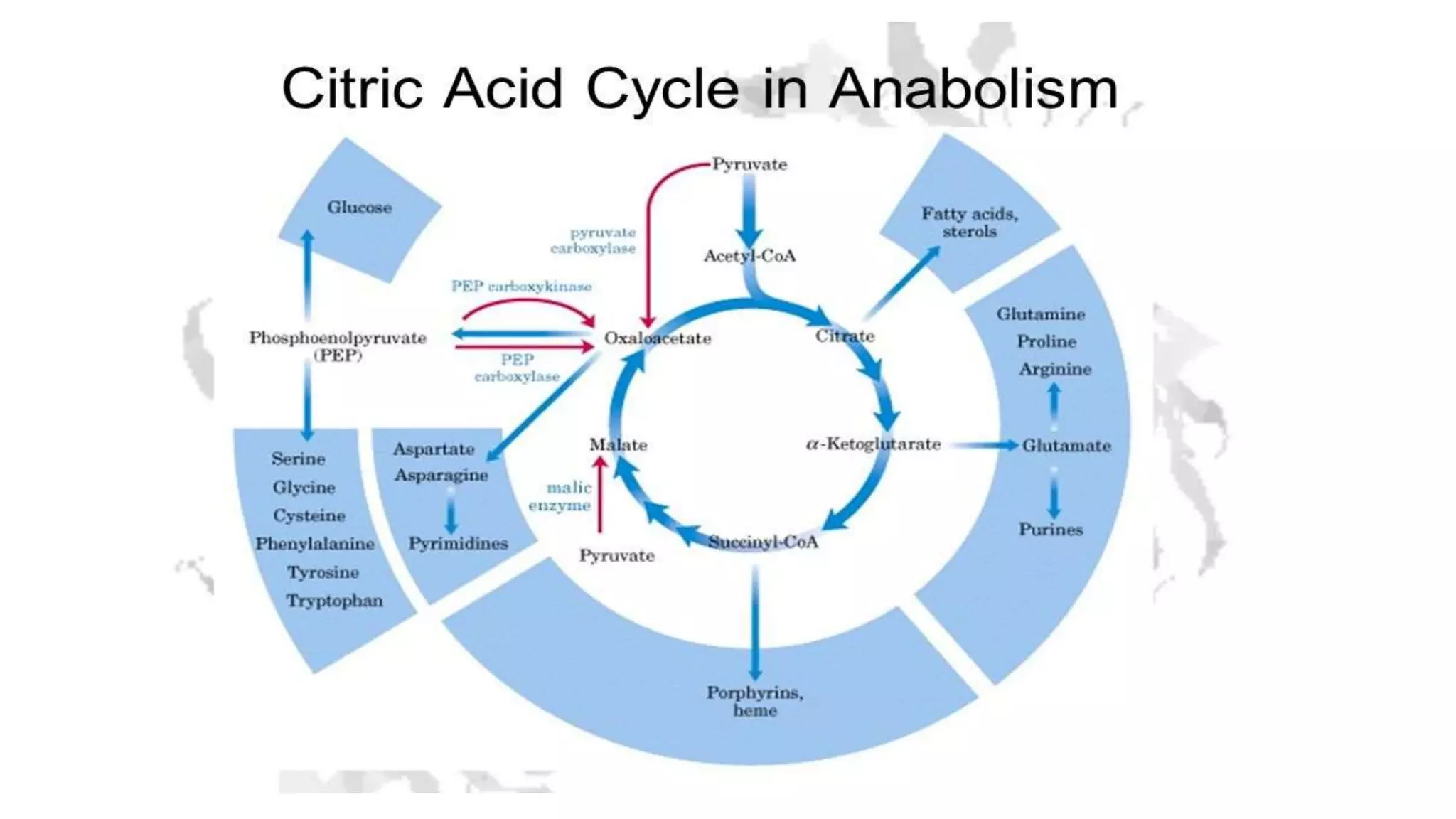 The citric acid cycle | PPTX