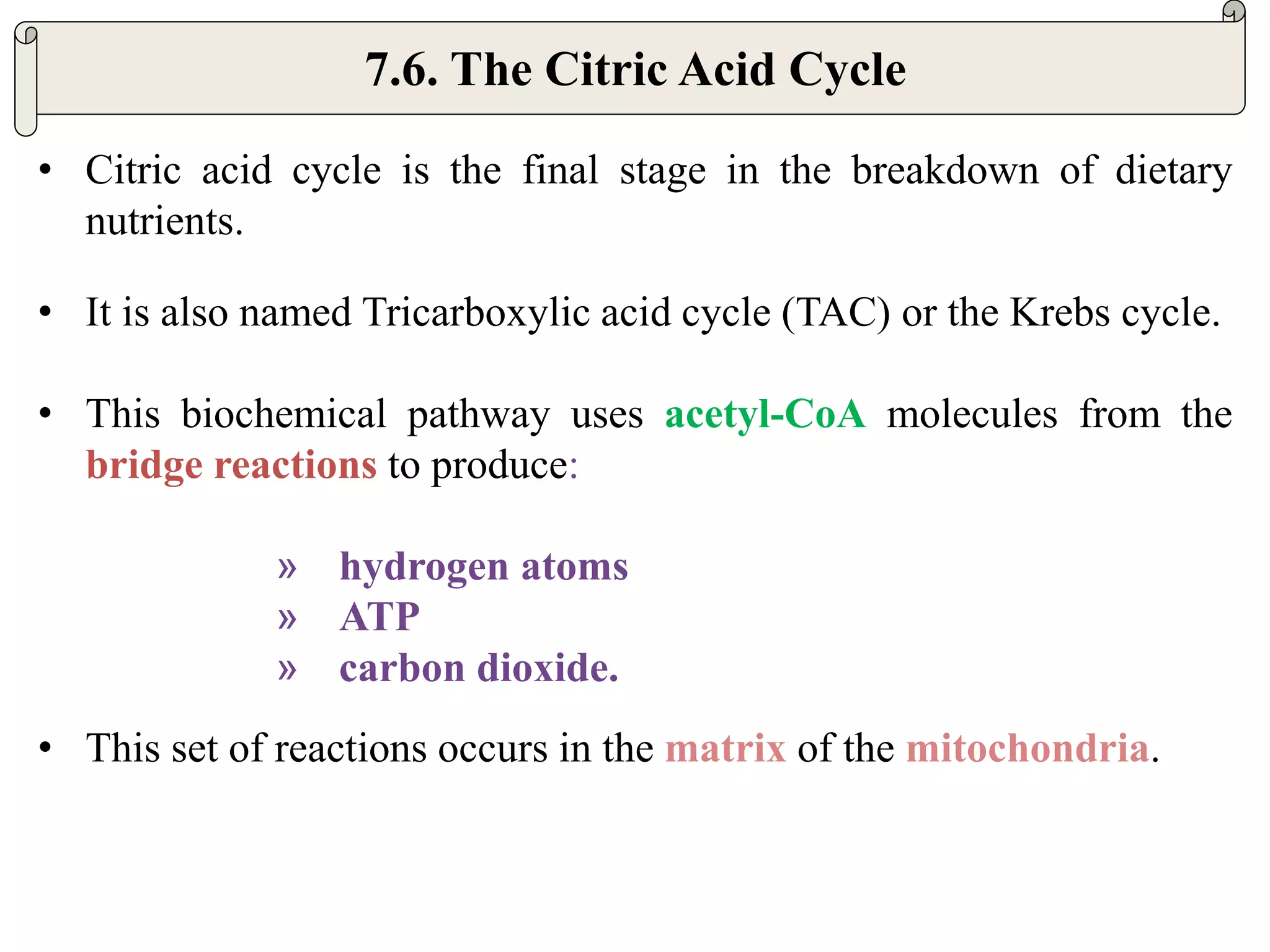 The_citric_acid_cycle[1].pdf | Chemistry | Science