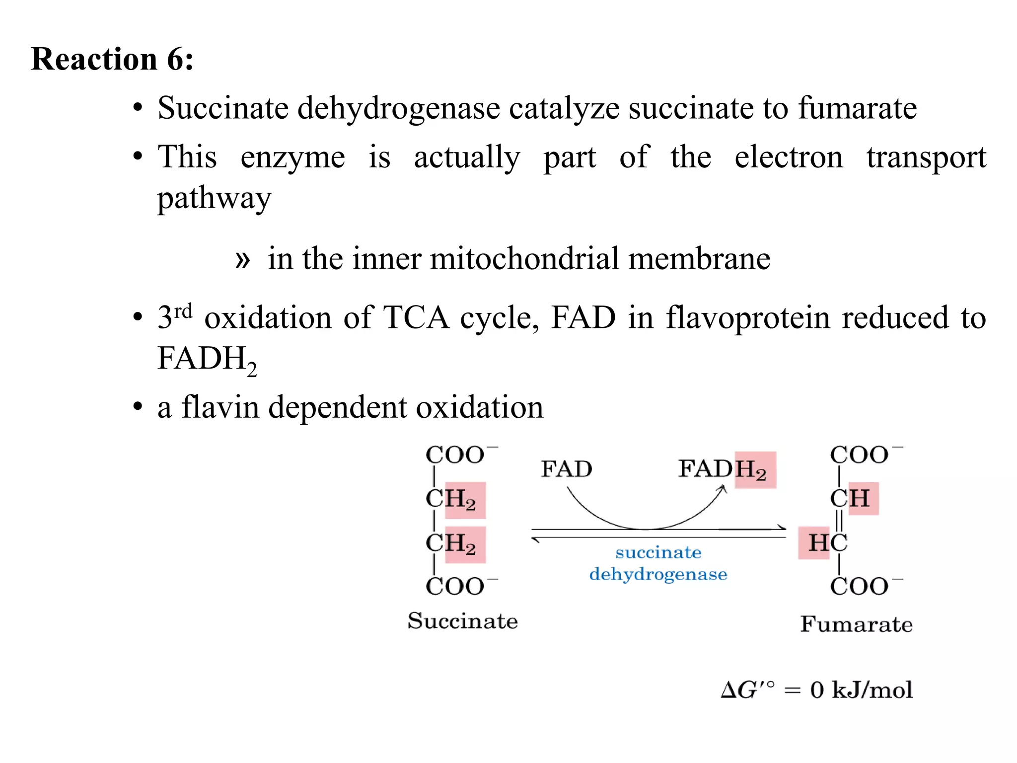 The_citric_acid_cycle[1].pdf