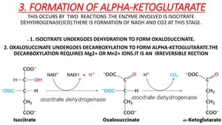The citric acid cycle | PPT