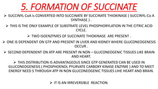 The citric acid cycle | PPT