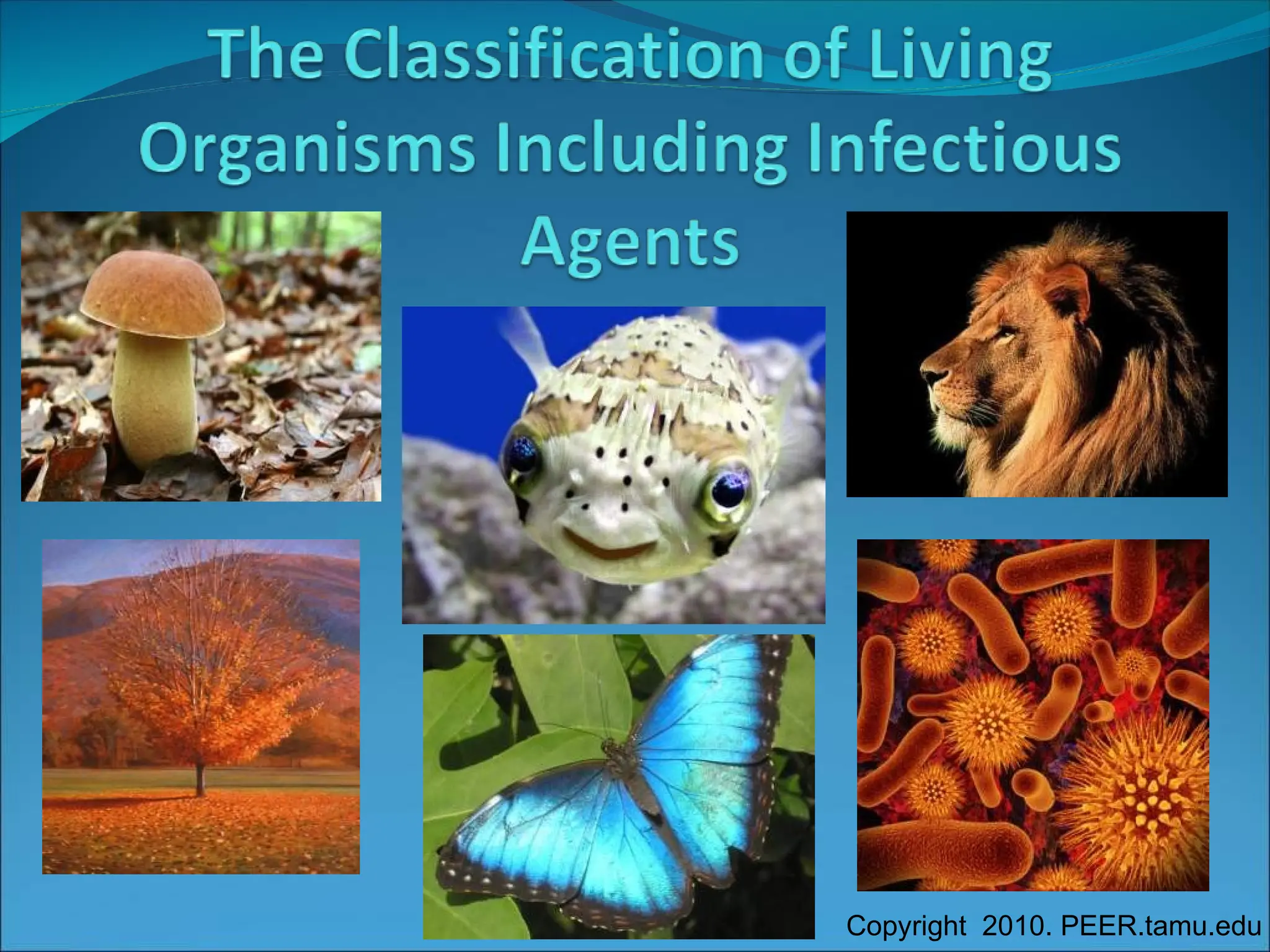 The Classification of Living organisms.ppt