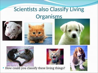 The Classification of Living organisms.ppt