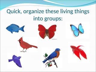 The Classification of Living organisms.ppt
