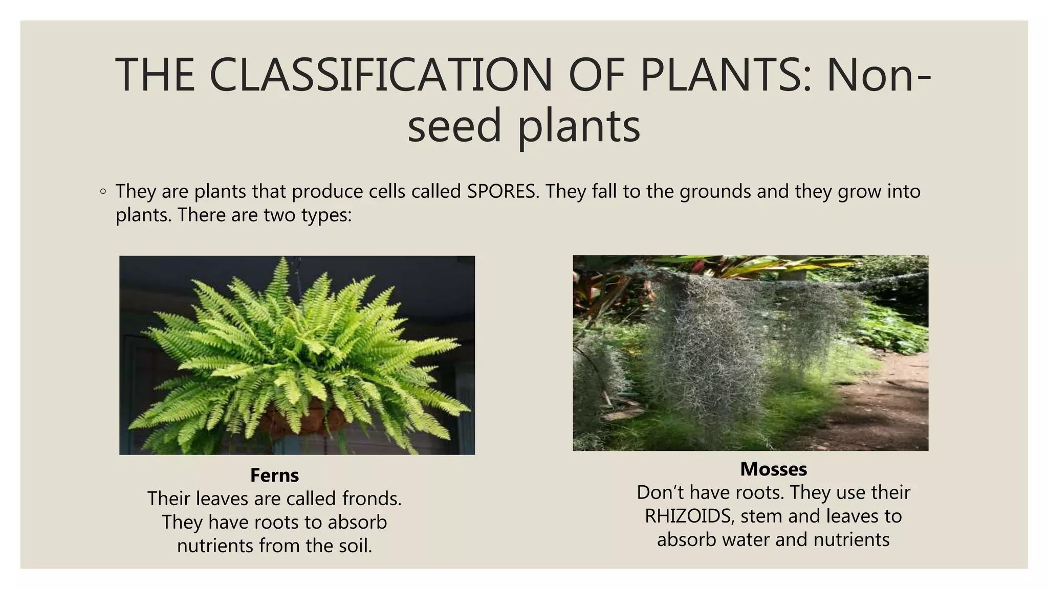 The classification of living things | PPTX