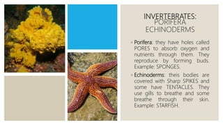 The classification of living things | PPT