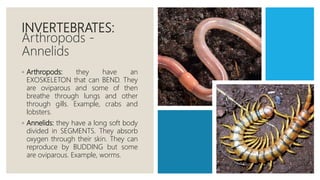 The classification of living things | PPT