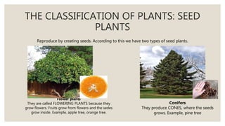 The classification of living things | PPT