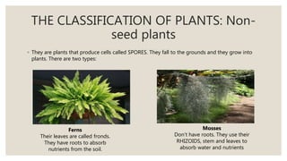 The classification of living things | PPT