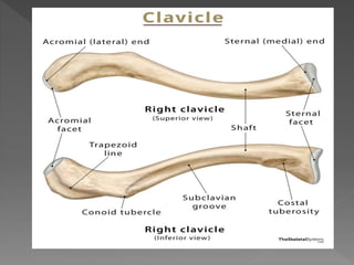 Clavicle Conoid Tubercle