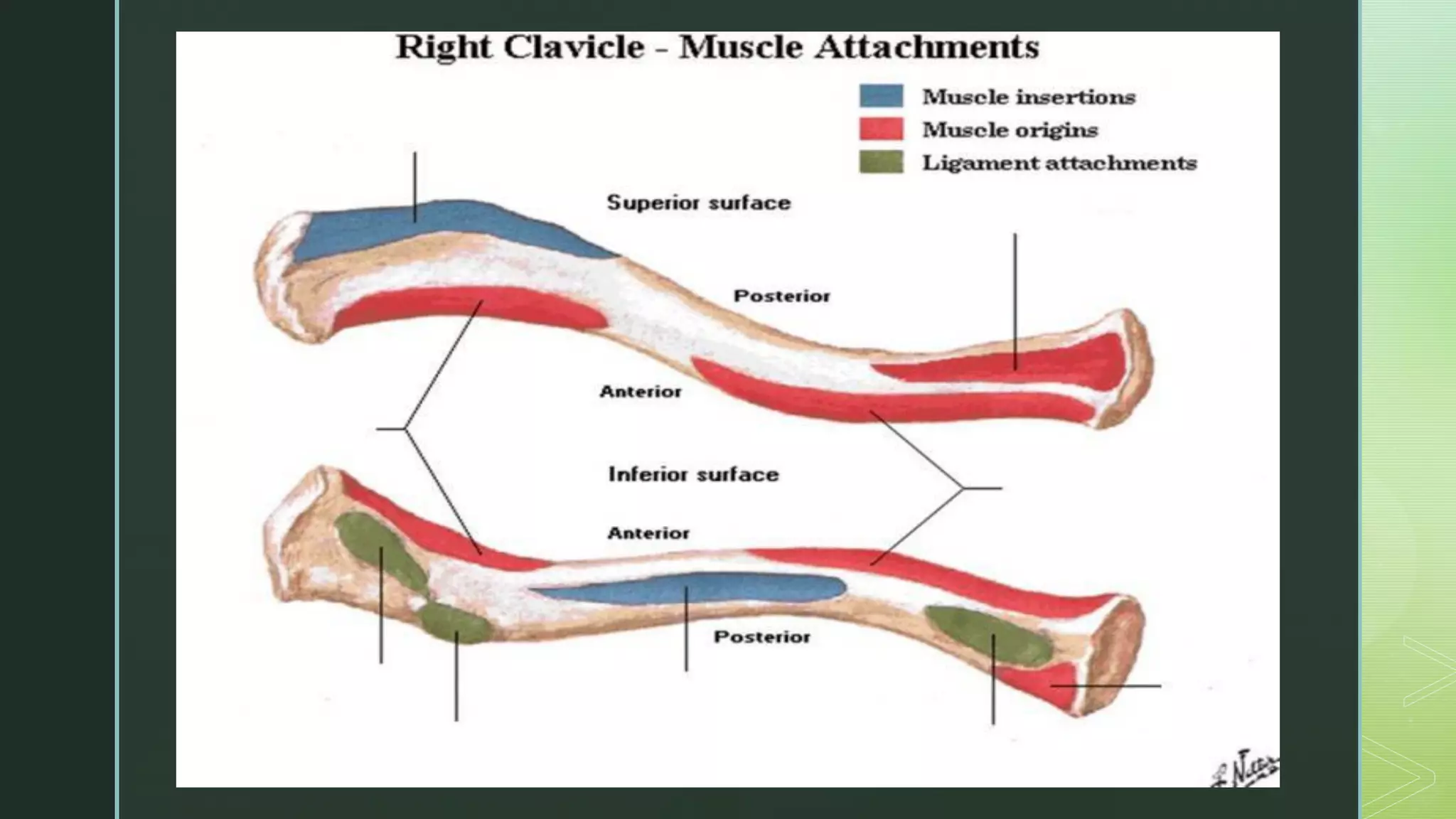 The Clavicle.pdf