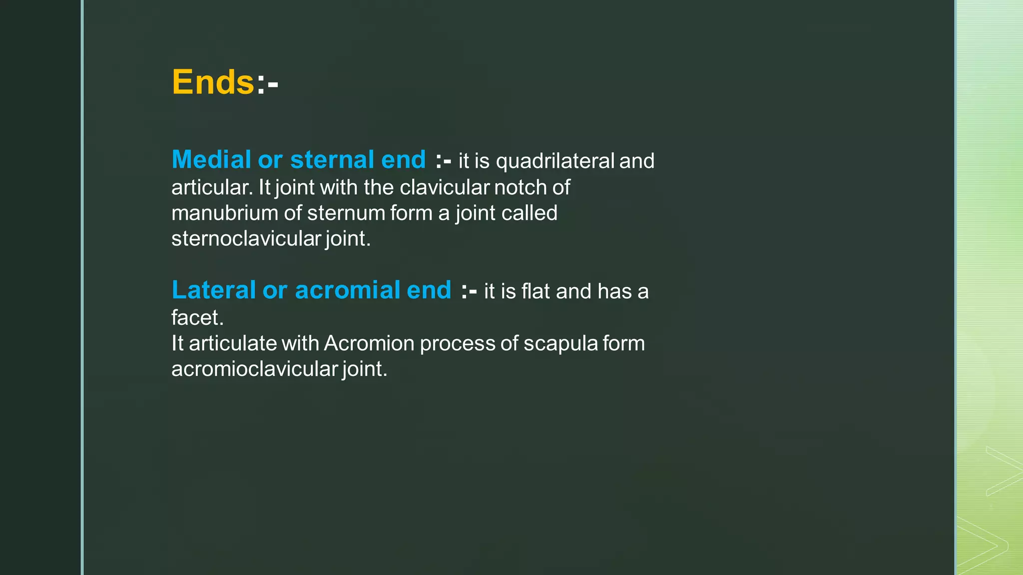 The Clavicle.pdf