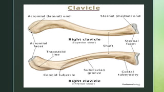 The Clavicle.pdf