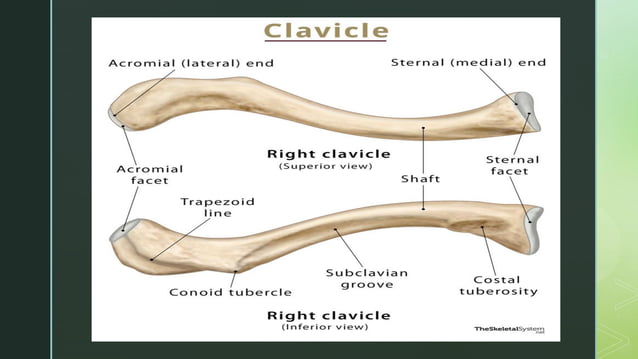The Clavicle.pdf