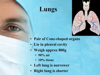 The clinical Anatomy of the Thorax. eng.pdf