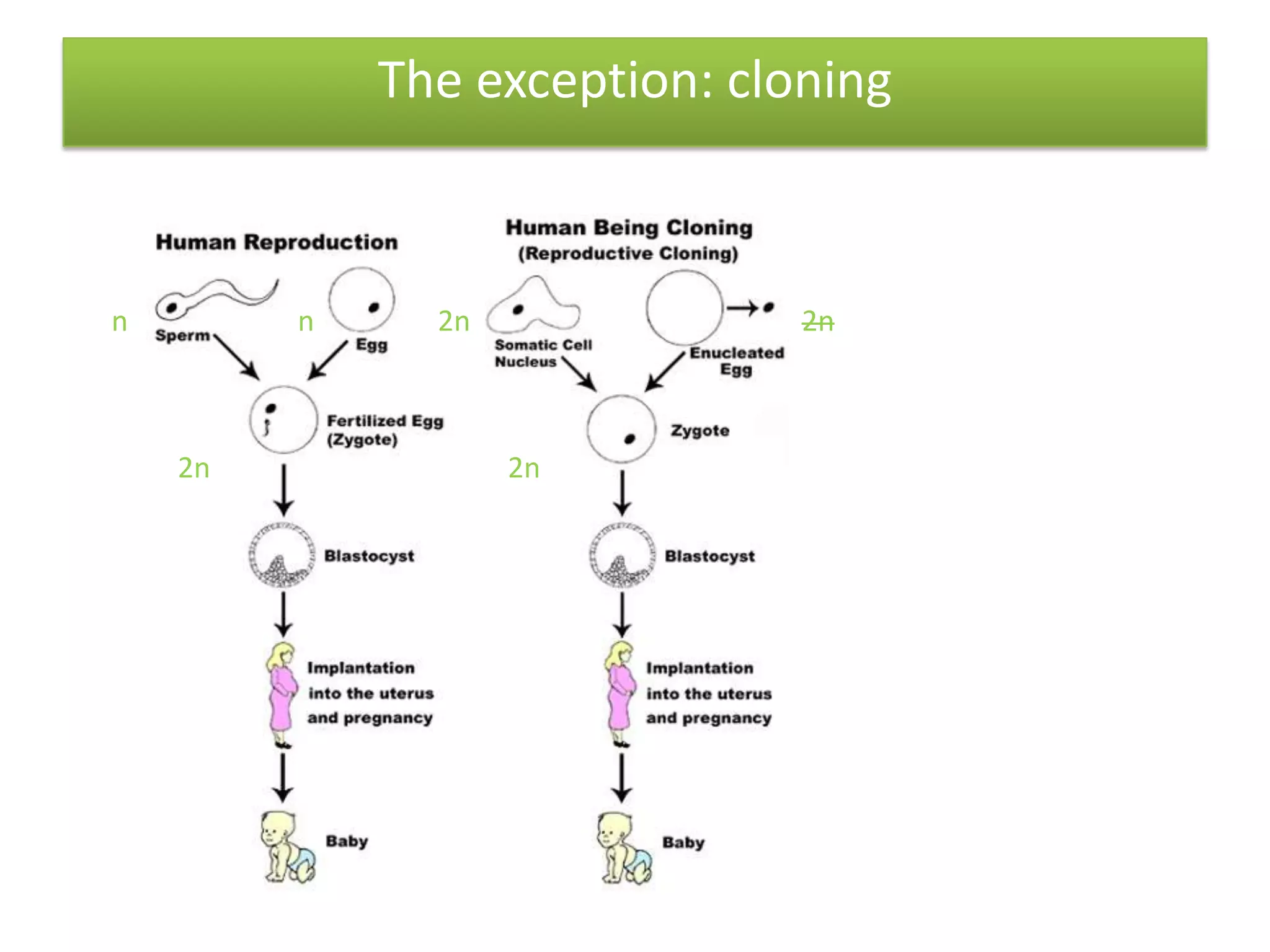 The cloning process | PPT