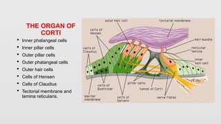 THE COCHLEA a part of the olfactory senses | PPTX