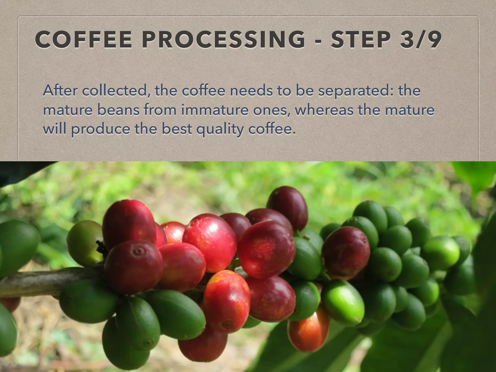The coffee industry | PDF