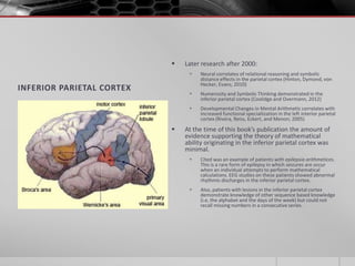 The Cognitive Science of Mathematics | PPTX | Brain and Nervous System ...