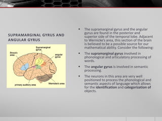 The Cognitive Science of Mathematics | PPTX | Brain and Nervous System ...