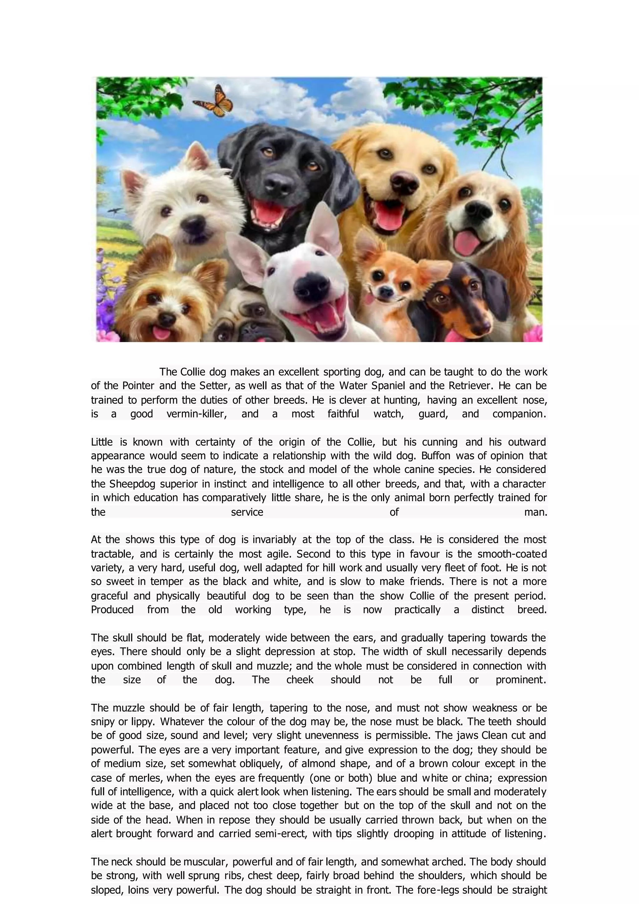 The collie dog makes an excellent sporting dog | DOCX