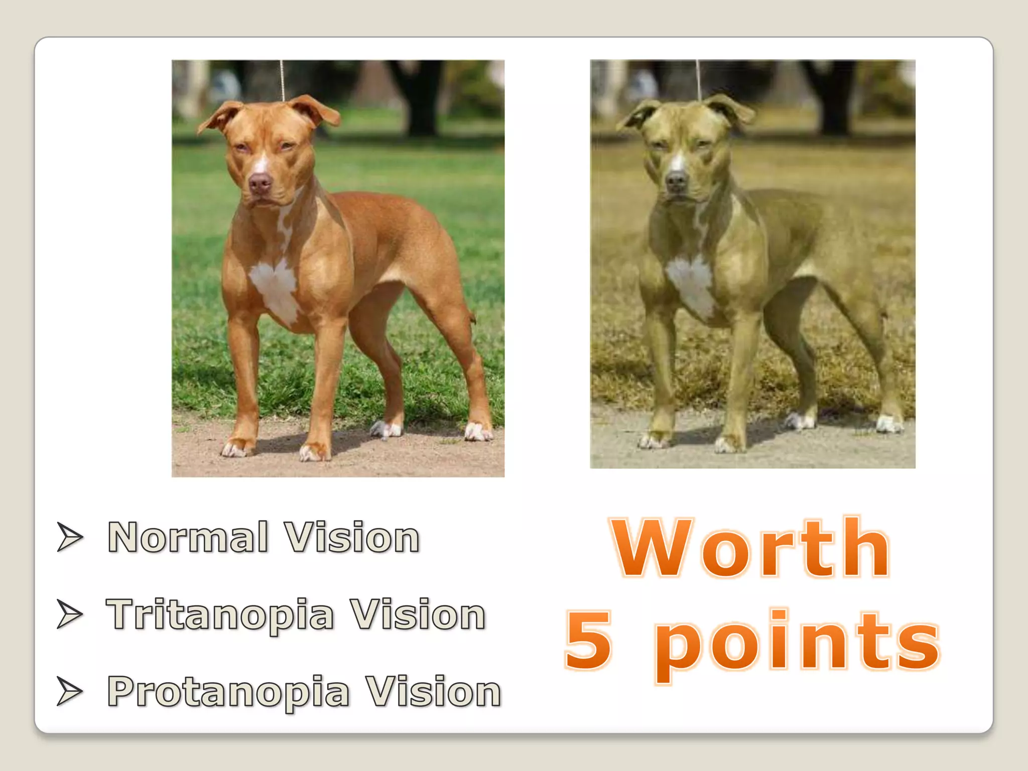 The color blind game.pdf