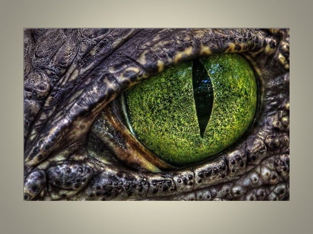 The colors around us | PPTX