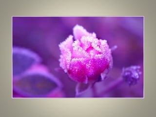 The colors around us | PPTX