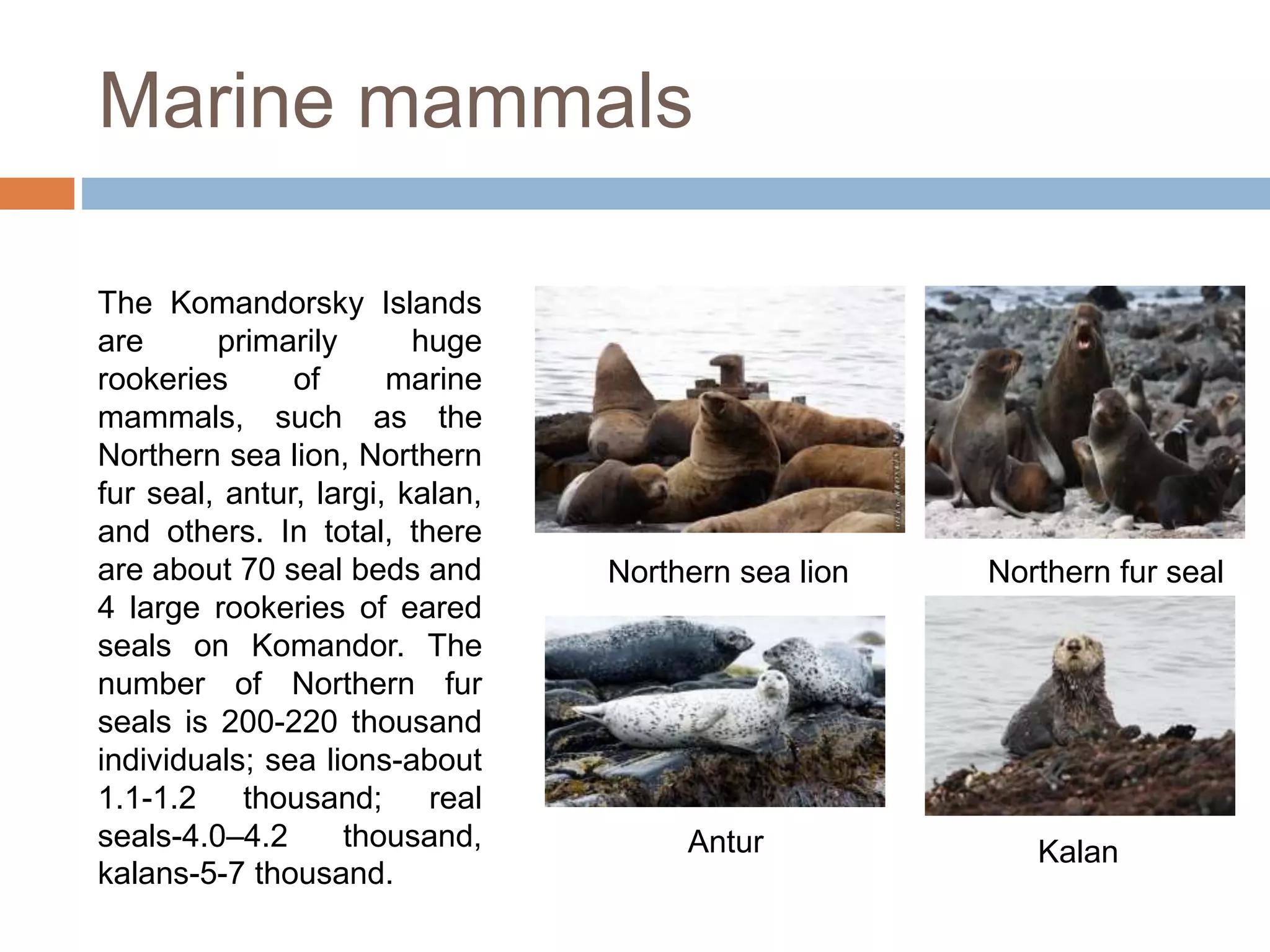 The commander islands | PPT