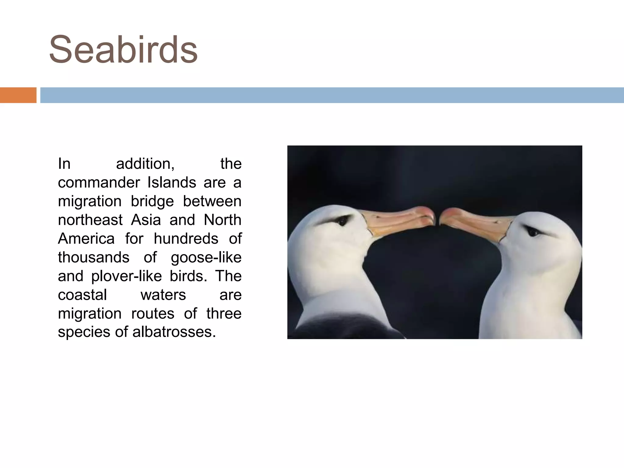 The commander islands | PPT