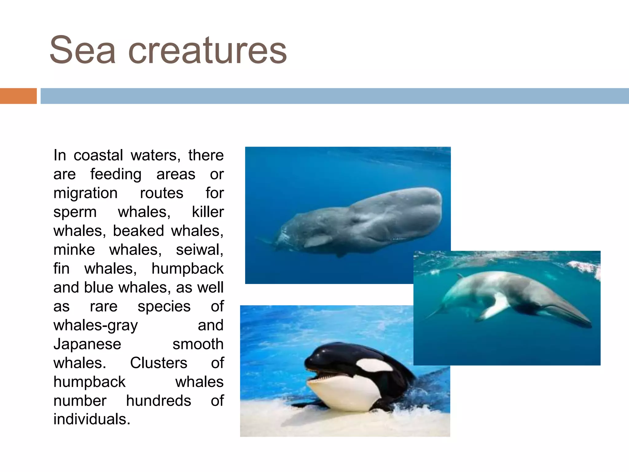 The commander islands | PPT